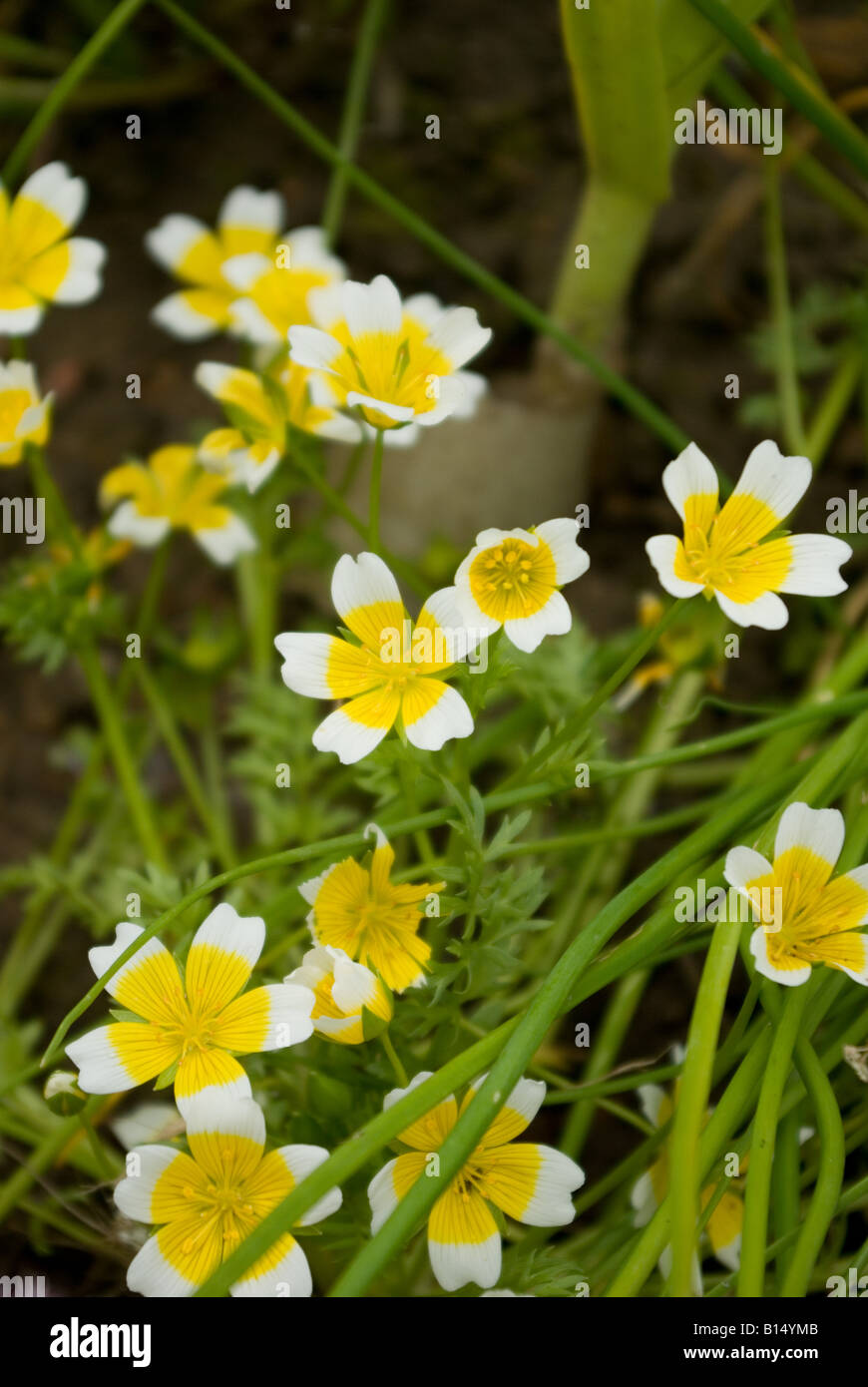 Poached Egg flower Stock Photo - Alamy