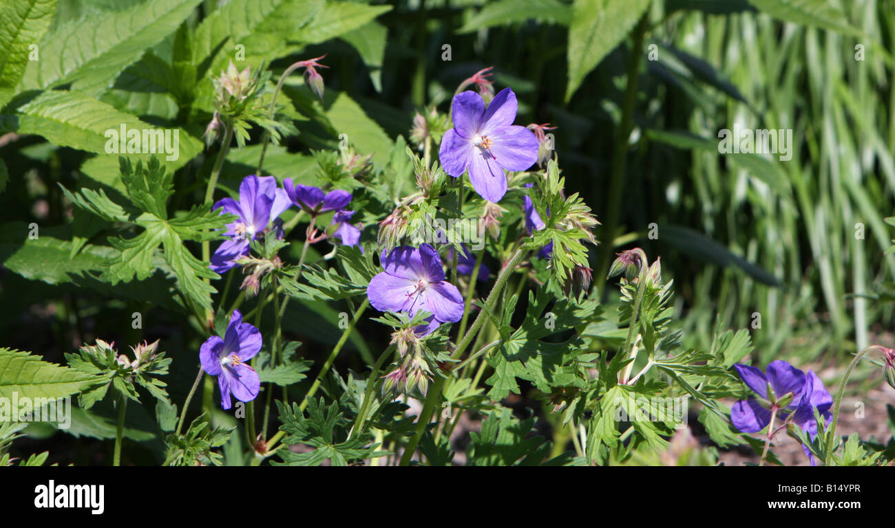 Johnsons blue cranesbill hi-res stock photography and images - Alamy