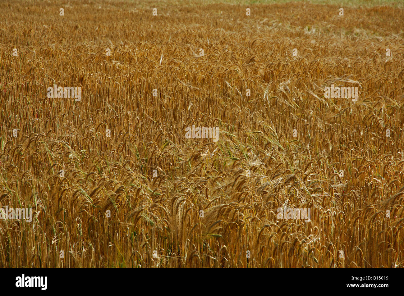 Field of ripe barley ready for harvest Stock Photo - Alamy