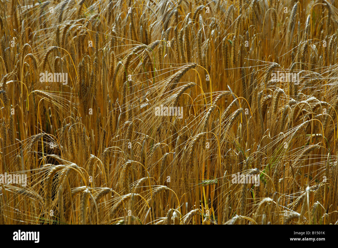 Close up on field of ripe barley ready for harvest Stock Photo - Alamy