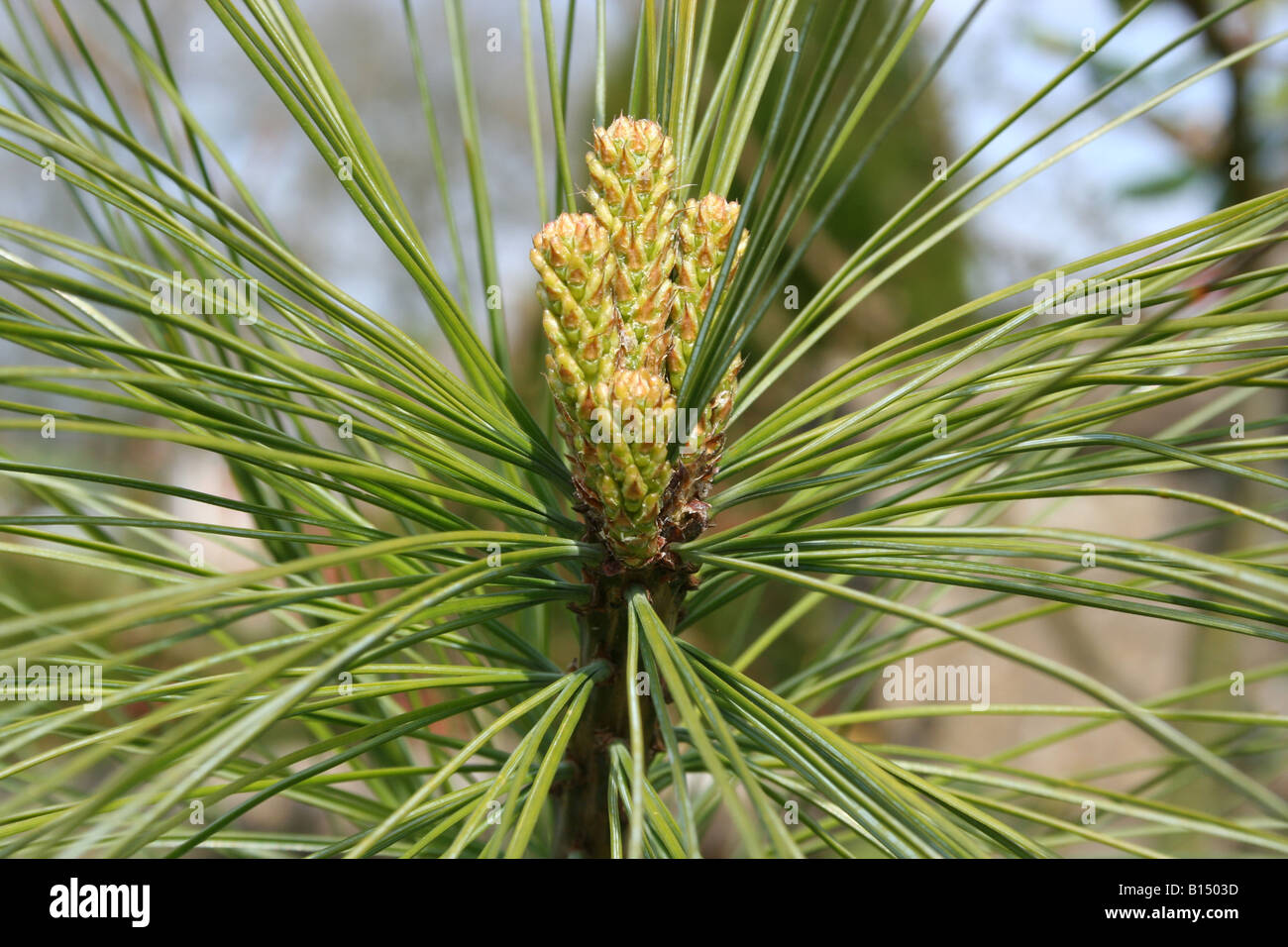 Chinese Pine Shrub Stock Photo - Alamy