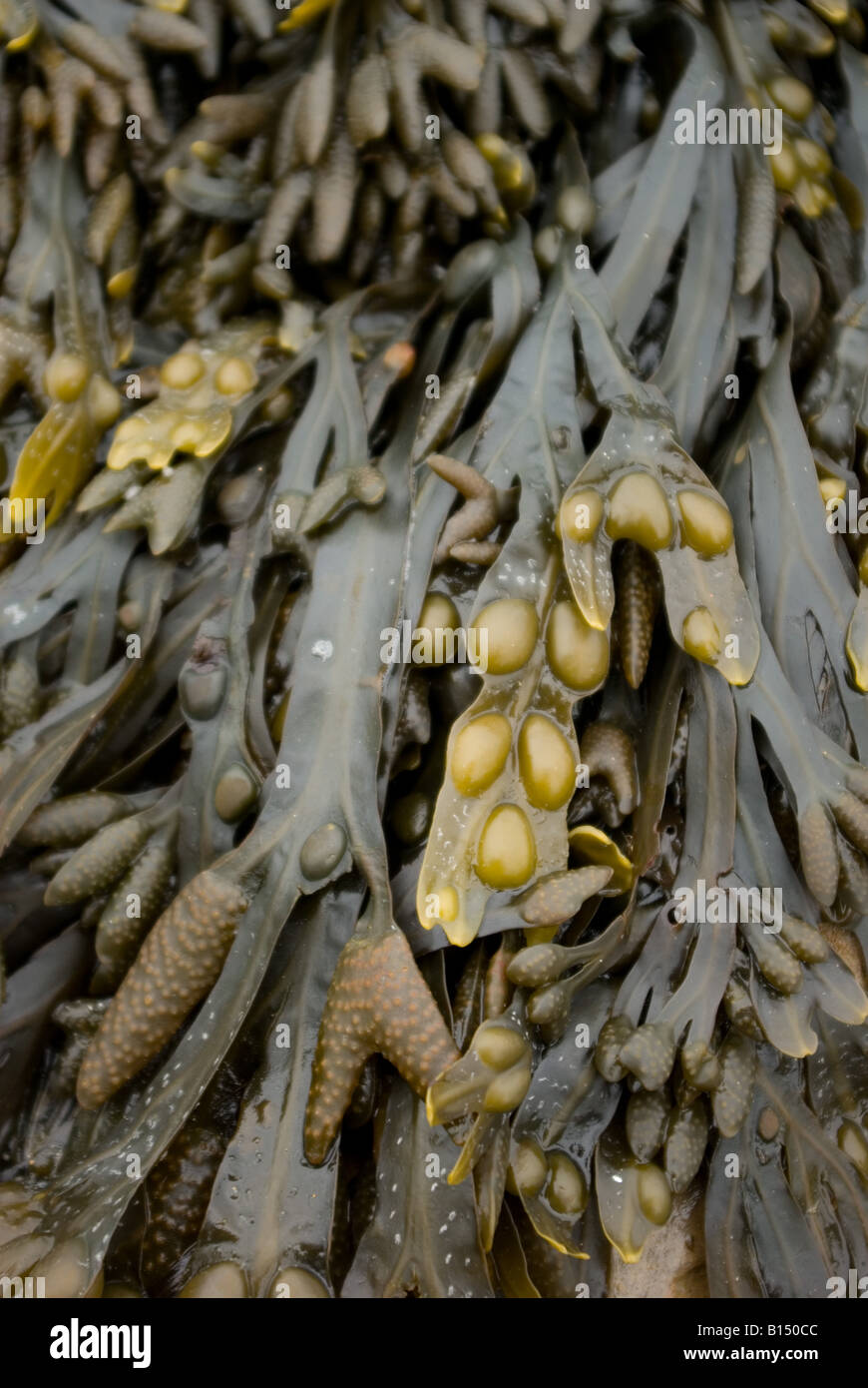 Benthic hi-res stock photography and images - Alamy