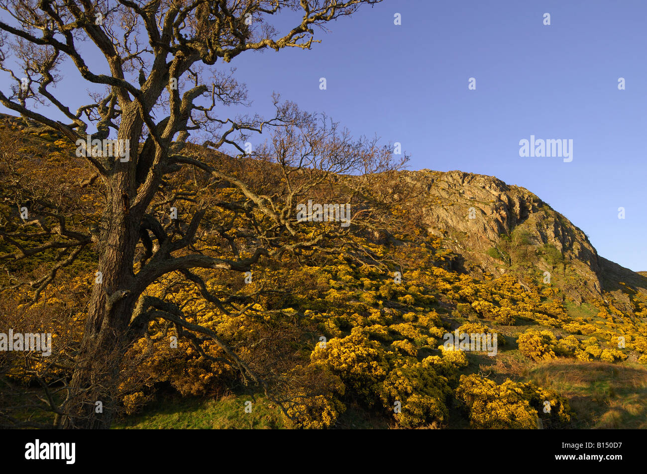 Evening light on a bare oak tree and crag and hillside covered in ...