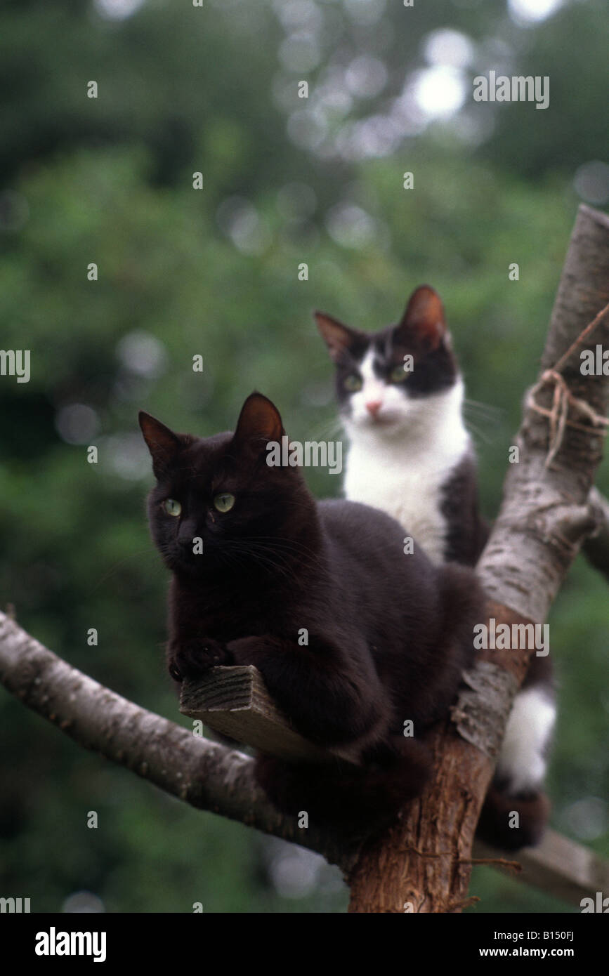 Cats couple on the tree Stock Photo - Alamy