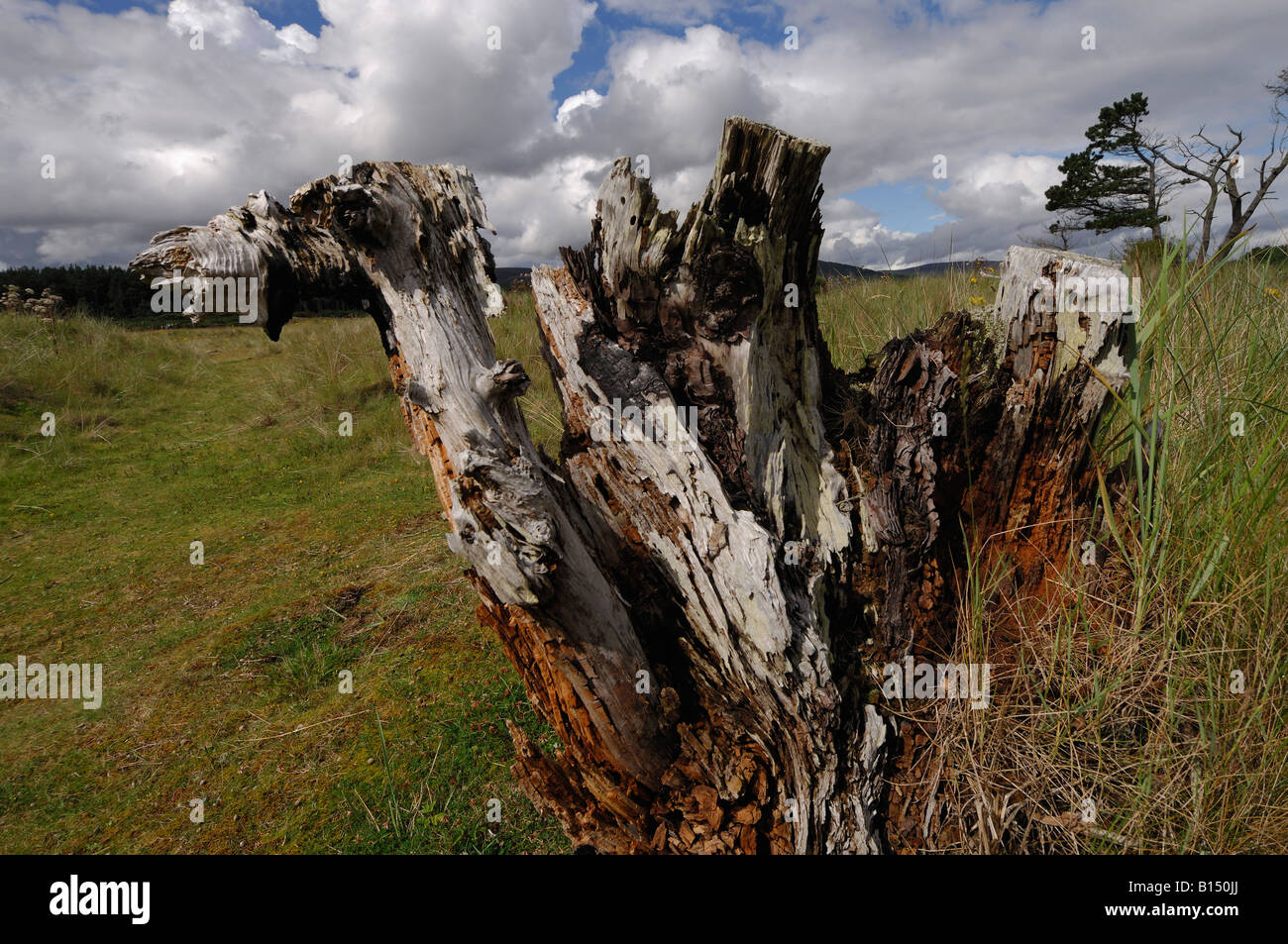 Landscape with a blasted tree hi-res stock photography and images - Alamy