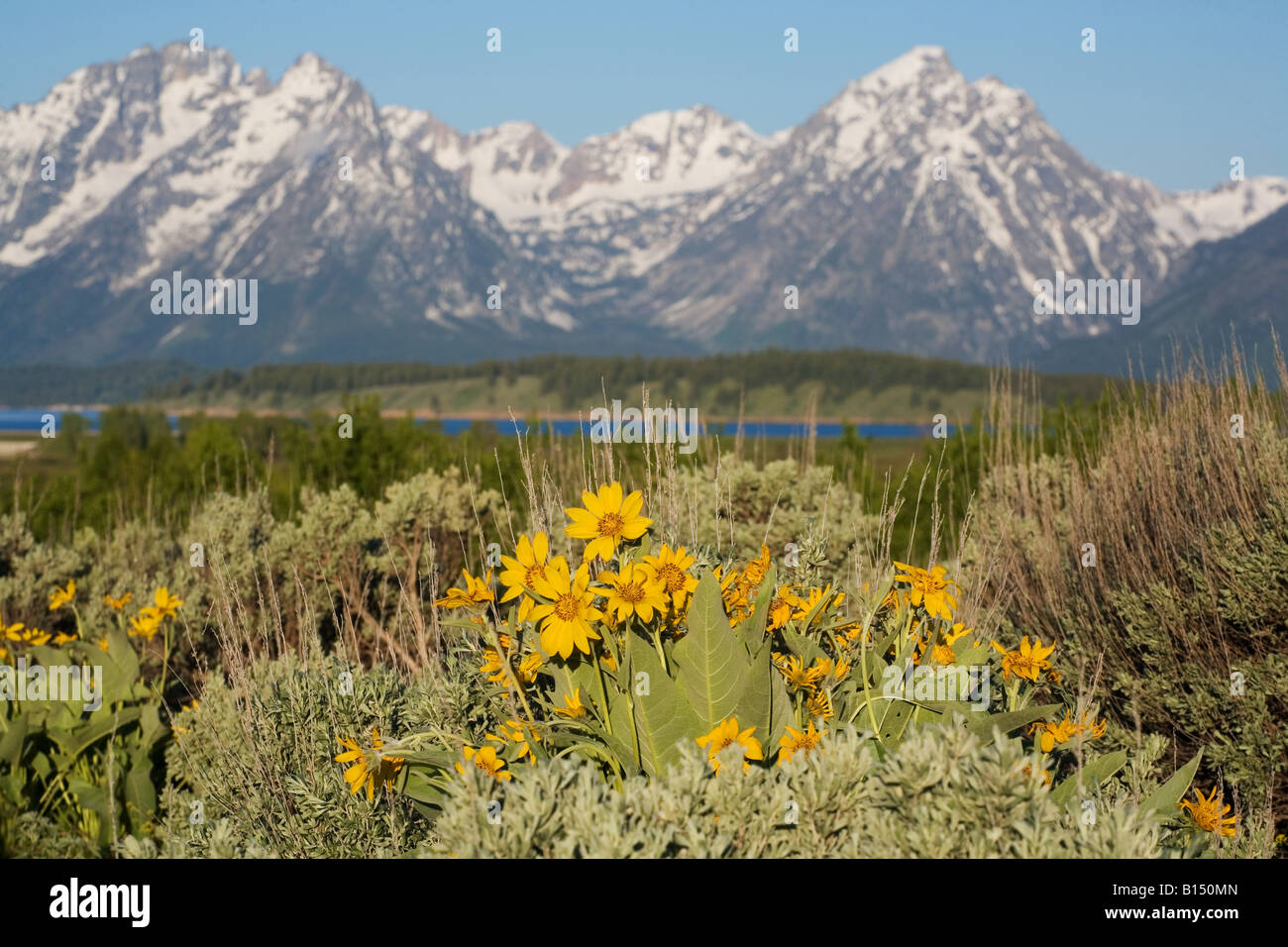 Wyethia amplexicaulis hi-res stock photography and images - Alamy