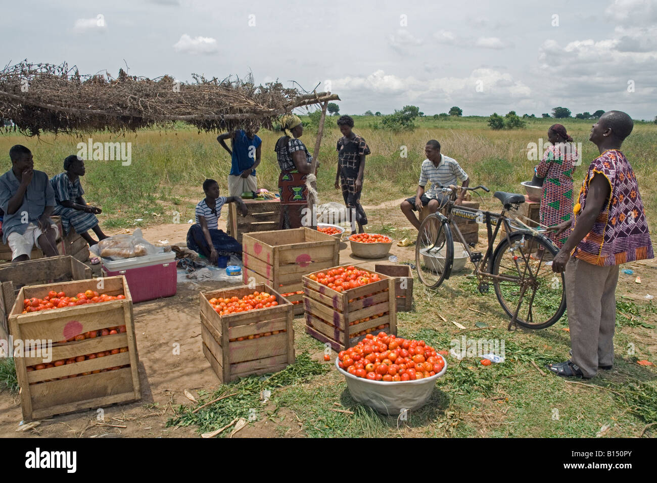 Buy sell tomato farmer field hi-res stock photography and images - Alamy