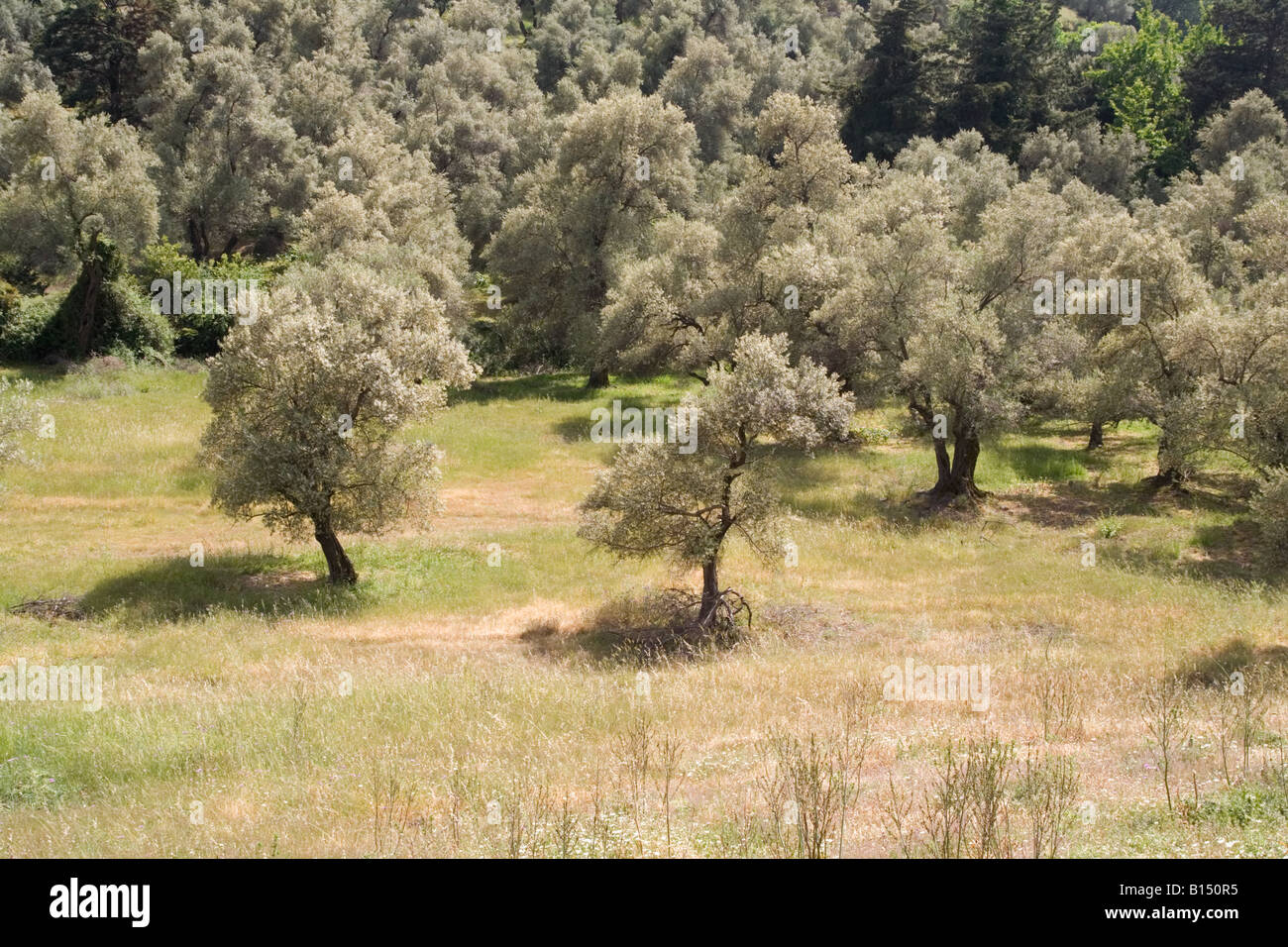 Olive trees in bloom hi-res stock photography and images - Alamy