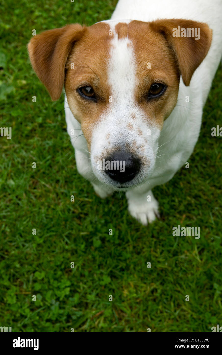 Jack Russell dog Stock Photo - Alamy
