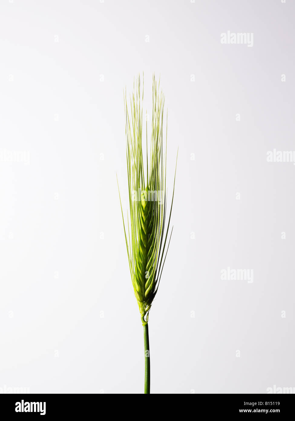One wheat hi-res stock photography and images - Alamy