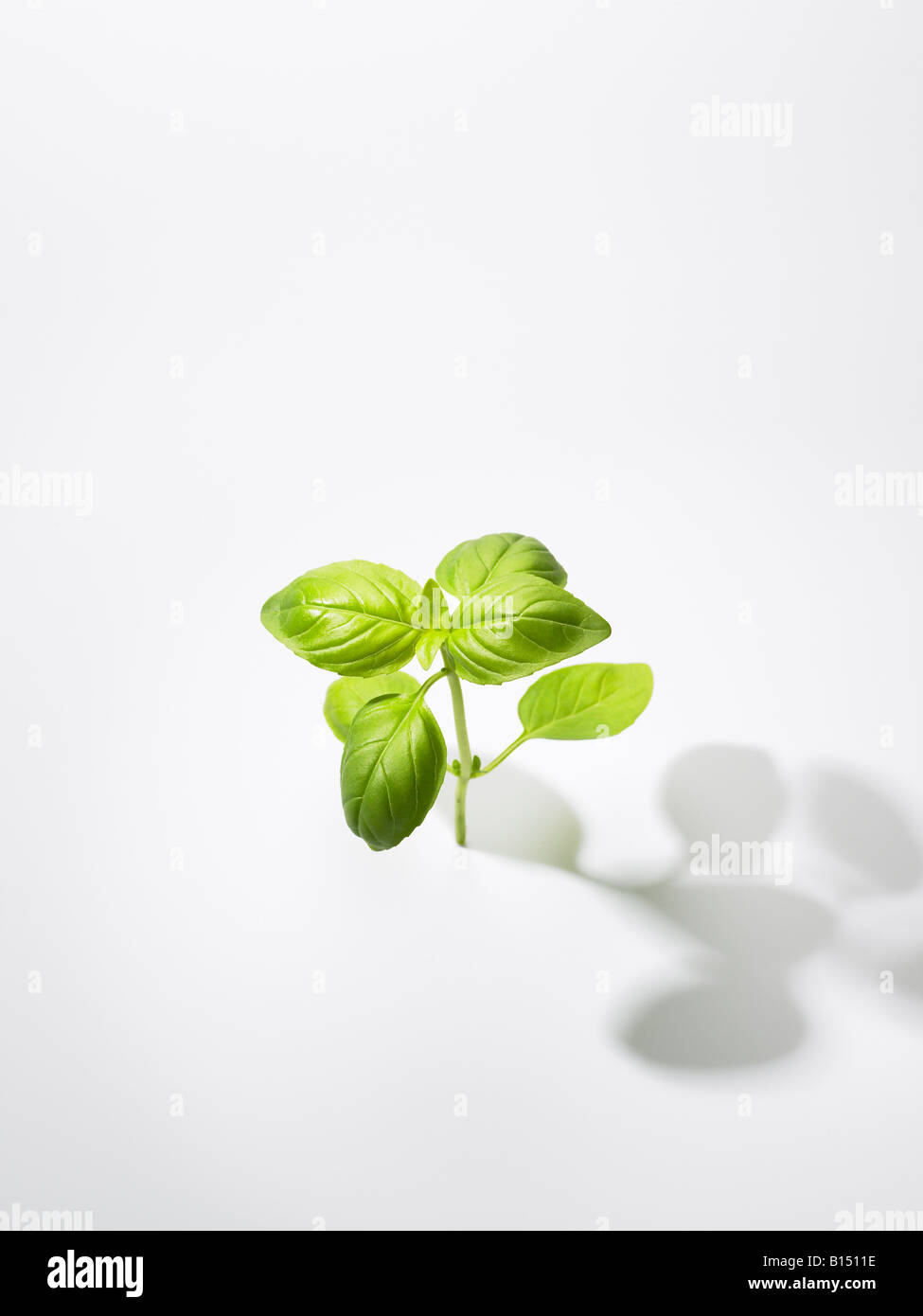 The Leaf Of Basil Stock Photo - Alamy