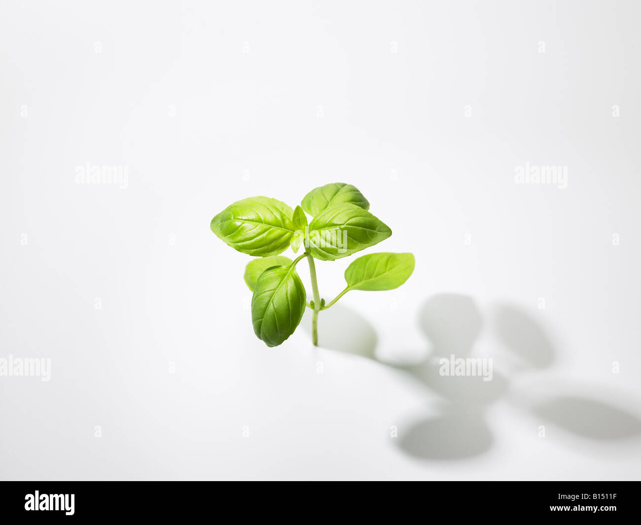 The Leaf Of Basil Stock Photo - Alamy