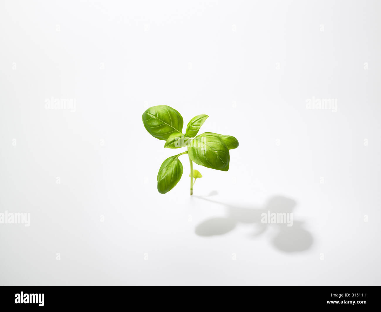The Leaf Of Basil Stock Photo - Alamy