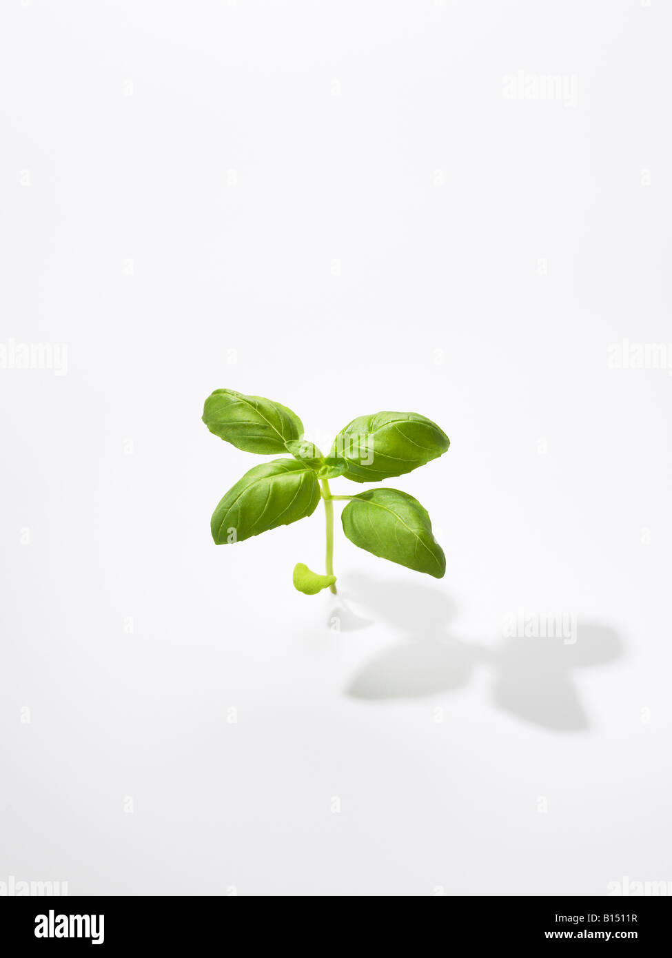 The Leaf Of Basil Stock Photo - Alamy