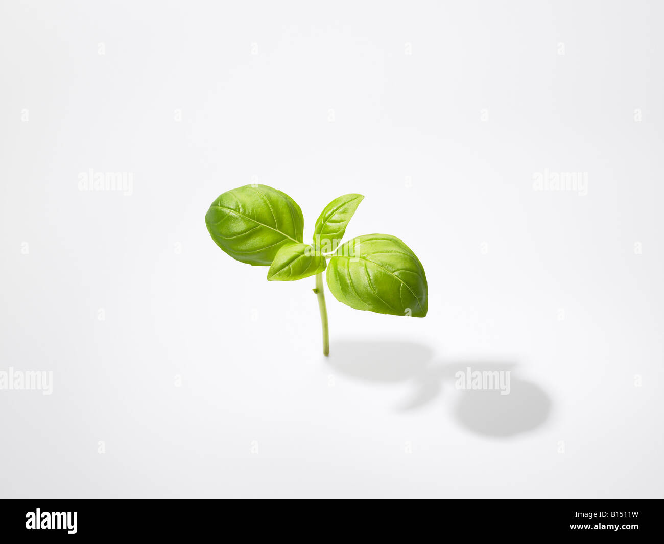 The Leaf Of Basil Stock Photo - Alamy