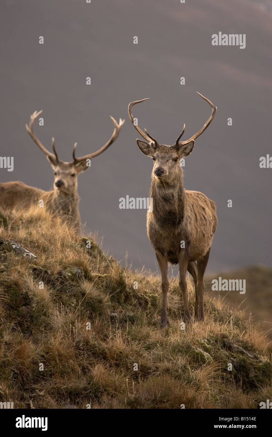 Scottish Elk High Resolution Stock Photography and Images - Alamy
