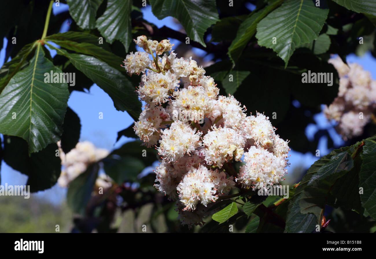 A cluster of Horse chestnut Aesulus Hippocastanum Stock Photo - Alamy