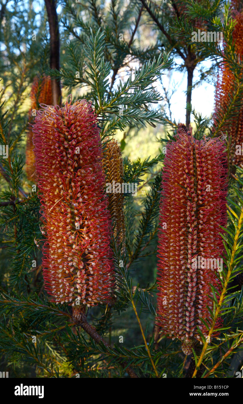 Banksia ericafolia in bloom in the wild at Dharawal State Conservation ...