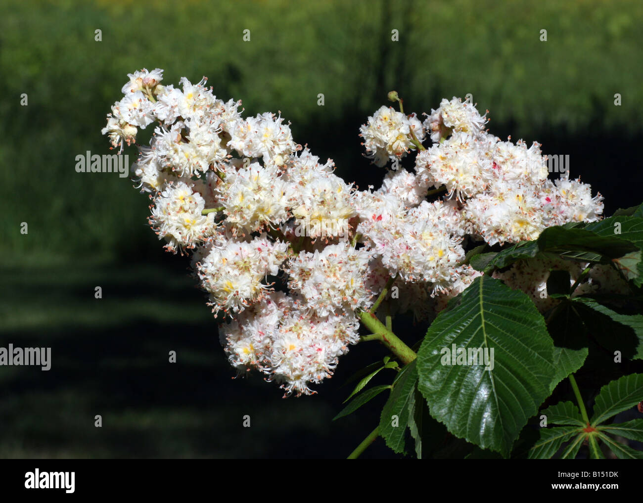 A cluster of Horse chestnut Aesulus Hippocastanum Stock Photo - Alamy