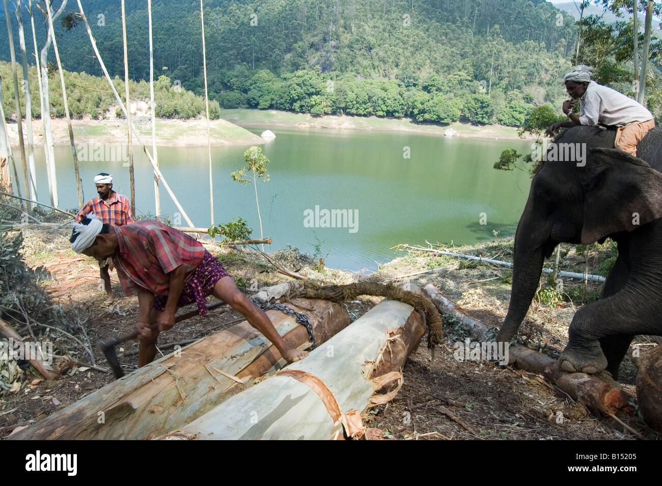 Men employing an Elephant as carrier Stock Photo - Alamy