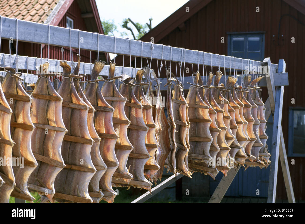 Dried fishes in Kyrkesund Tjoern Island Bohuslaen Sweden Stock Photo ...