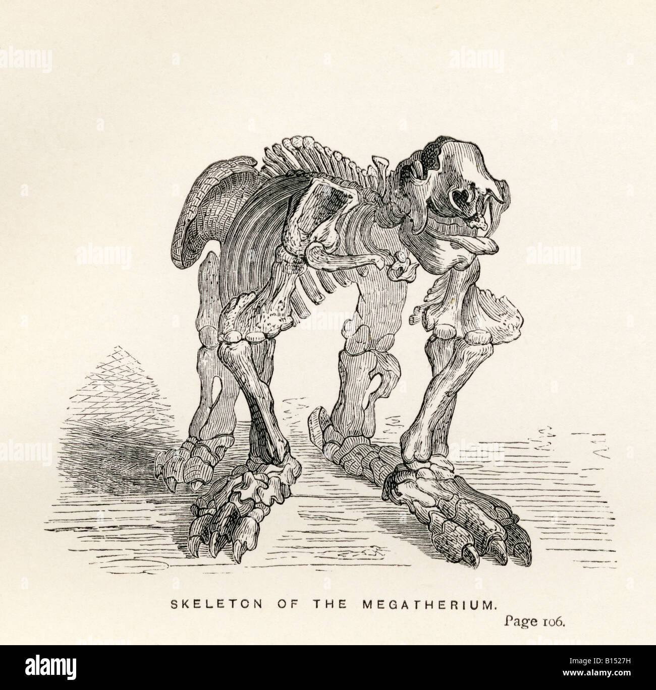 Megatherium hi-res stock photography and images - Alamy