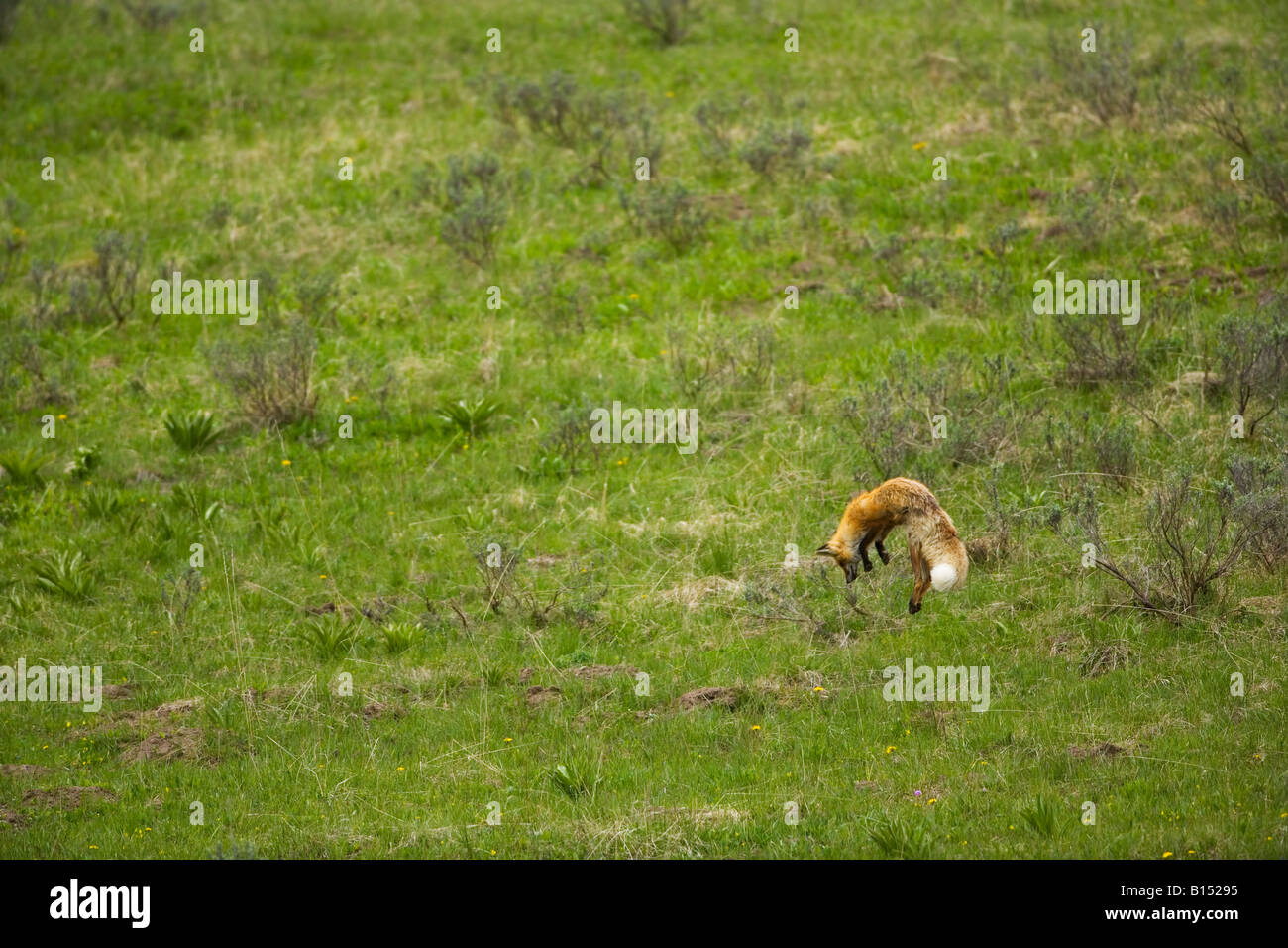Vulpes vulpes hunt hi-res stock photography and images - Alamy