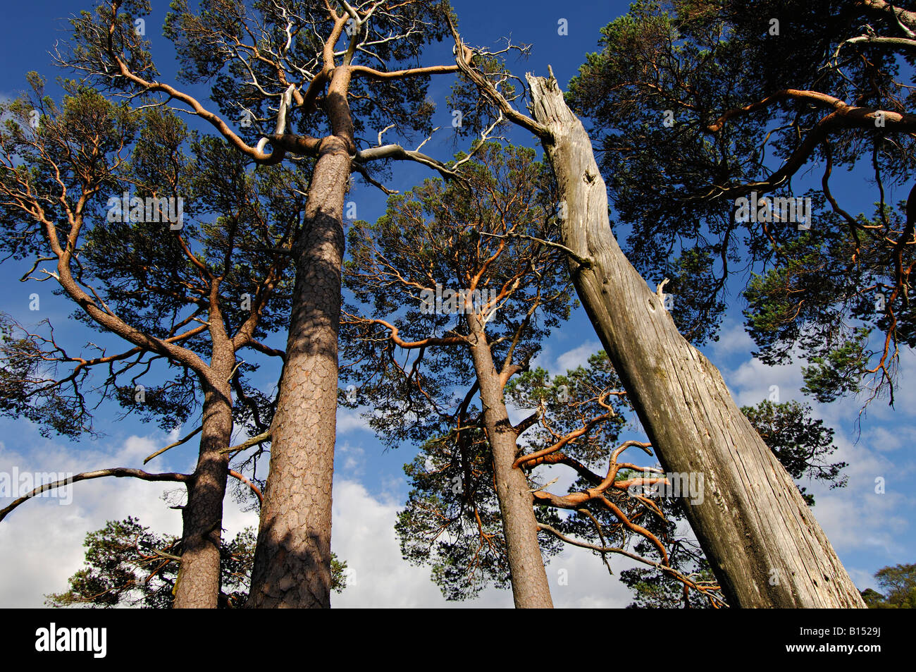 Scots pine trees hi-res stock photography and images - Alamy