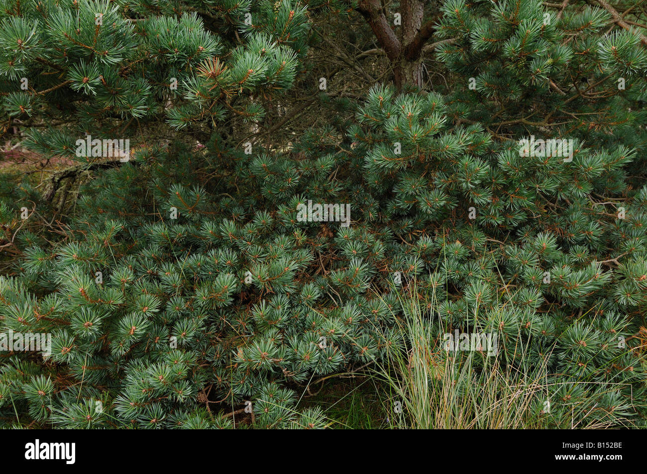 Semi close up of a mature Scots pine showing densely spaced clumps of ...