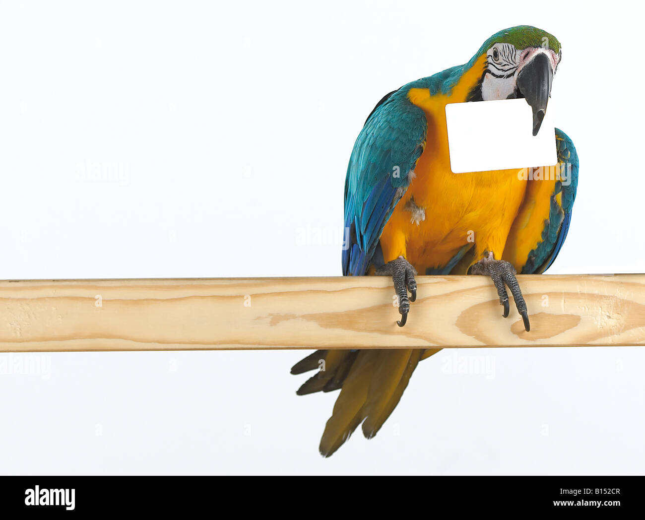 Parrot holding credit card in beak Stock Photo - Alamy
