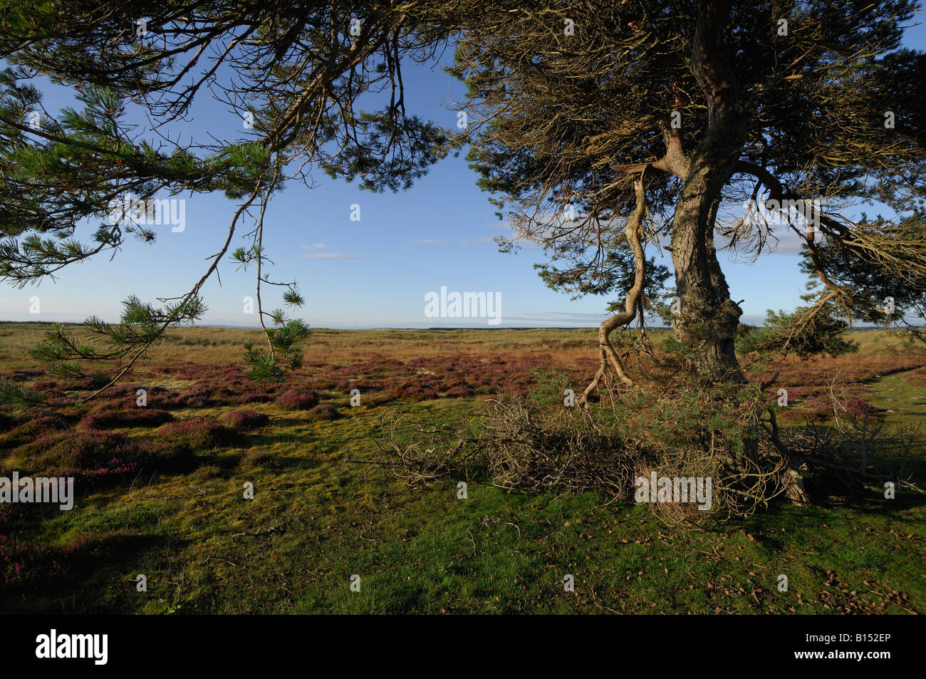 Looking through the drooping branches of a Scots pine tree to a ...