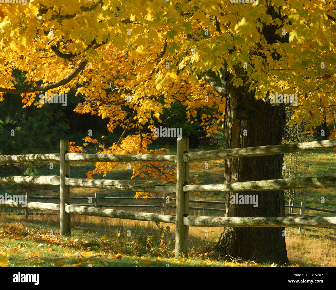 Rural Fence with Autumn Tree Stock Photo - Alamy