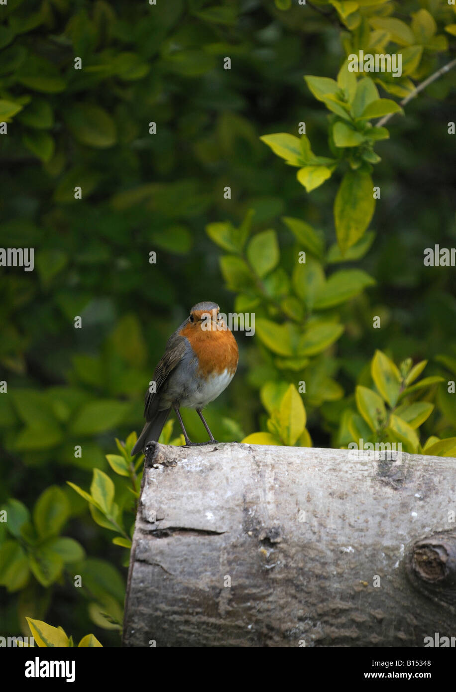 Robin On Log - Erithacus rubecula Stock Photo - Alamy