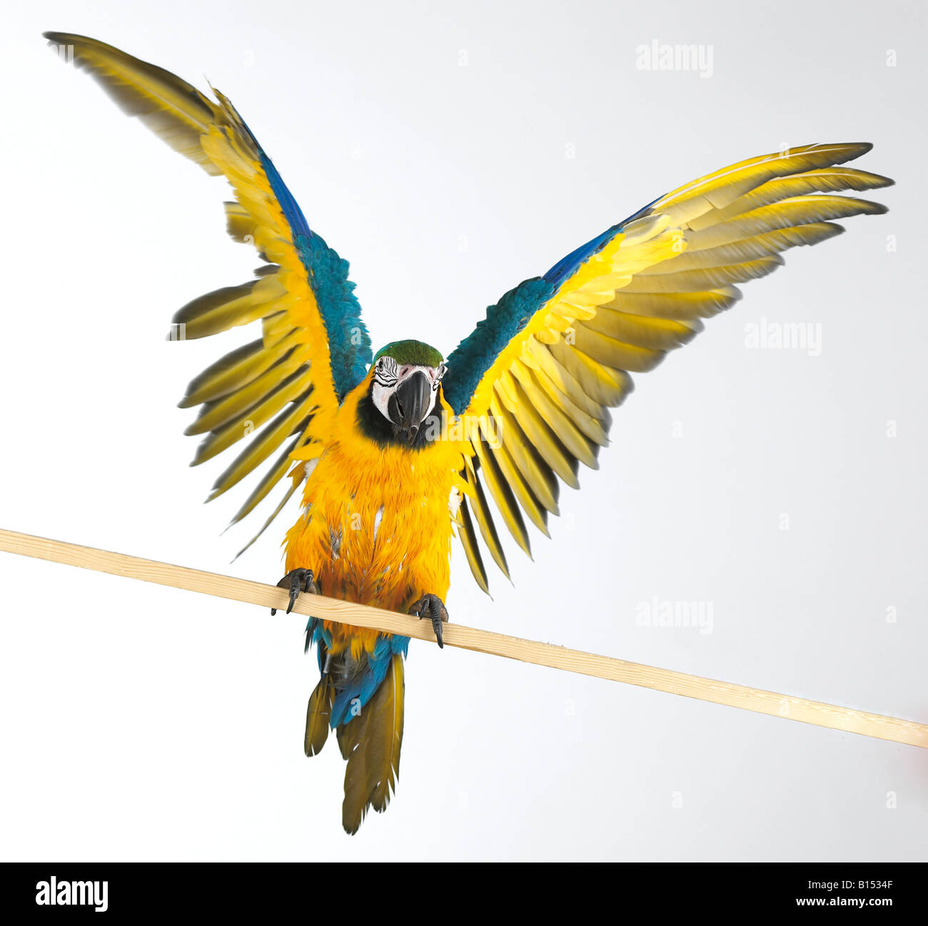 Parrot Flapping wings Stock Photo - Alamy