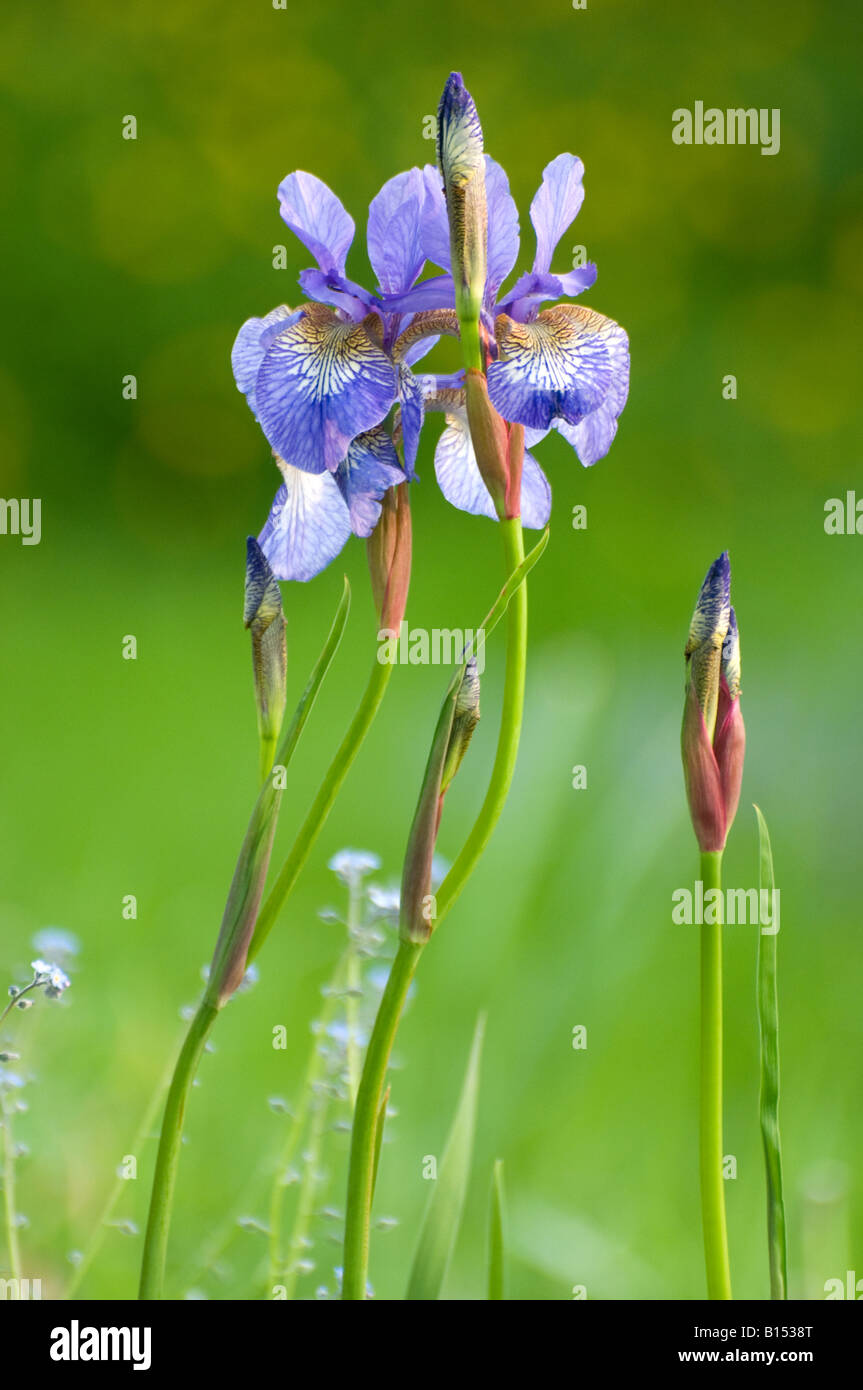 Blue Iris "Iris Sp Stock Photo - Alamy