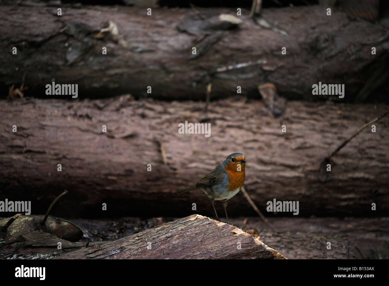 Robin On Conifer Logs - Erithacus rubecula Stock Photo - Alamy