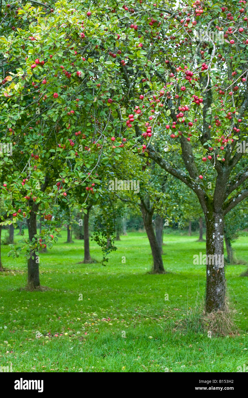 Perry's Cider, Somerset, UK. Traditional cider orchards Stock Photo - Alamy