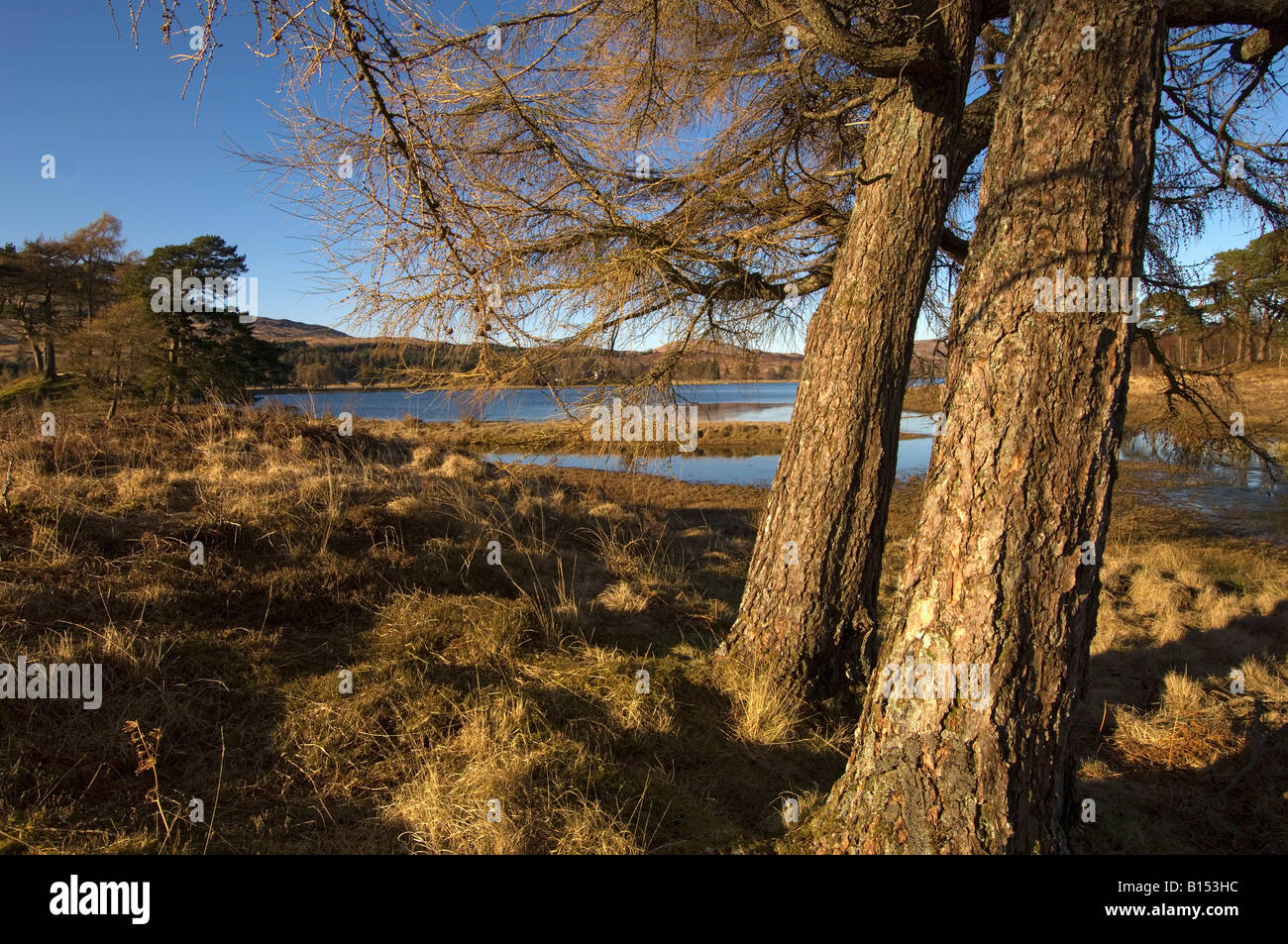 Group of bare larch trees under a deep blue winter sky along the ...
