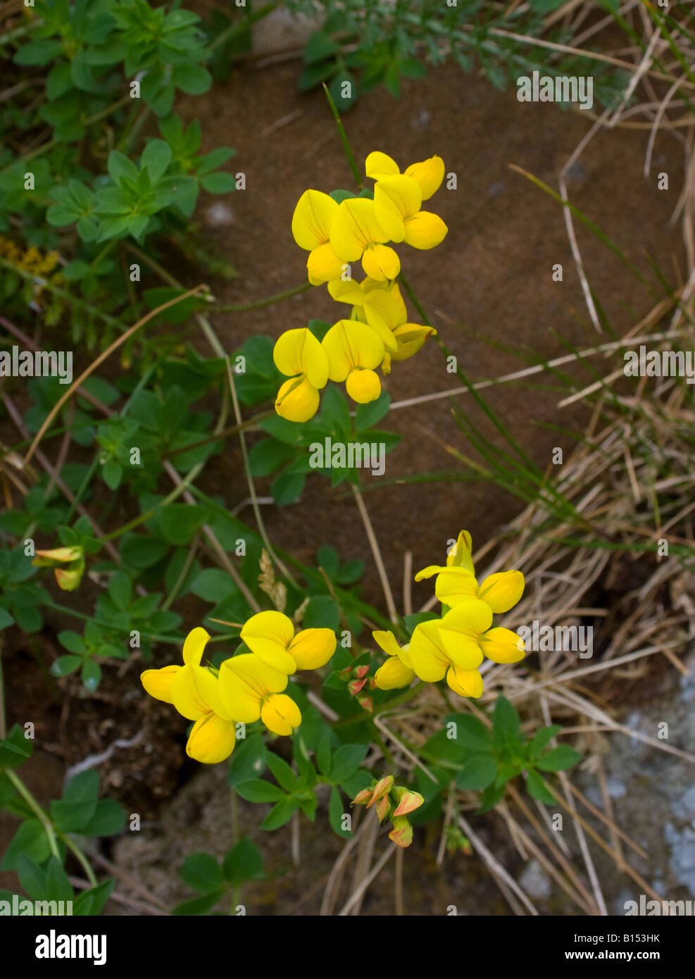 Bright Yellow Birds Foot Trefoil Wild Flowers in Bank on Trent and ...