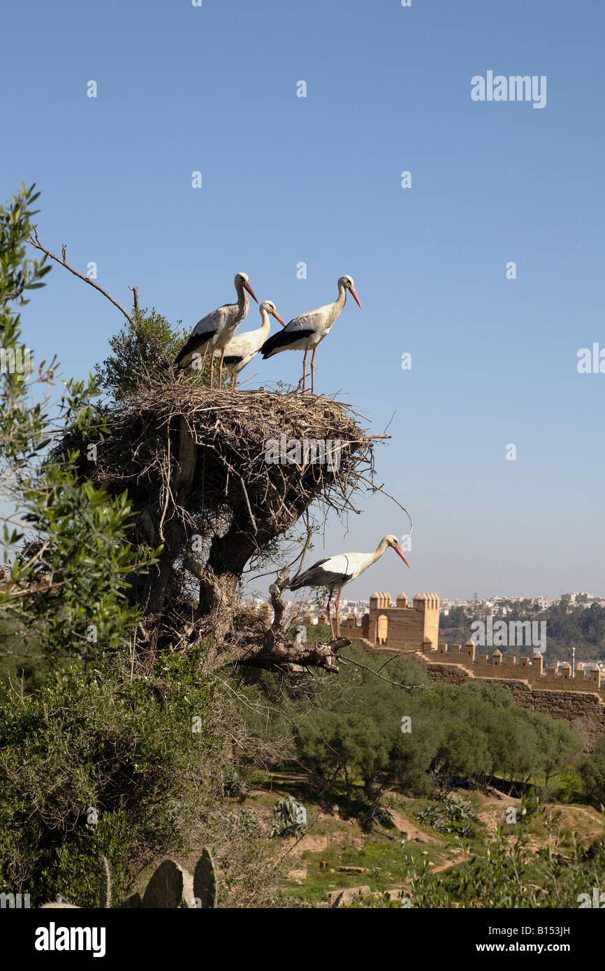 Morocco birds hi-res stock photography and images - Alamy