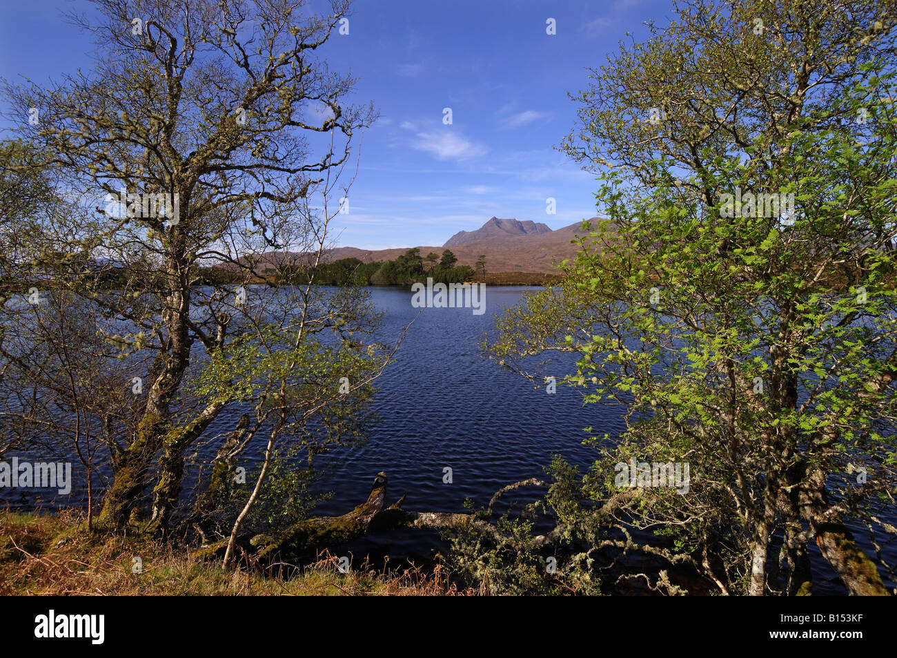 Distant view between trees of the Ben More Coigach mountain range seen ...