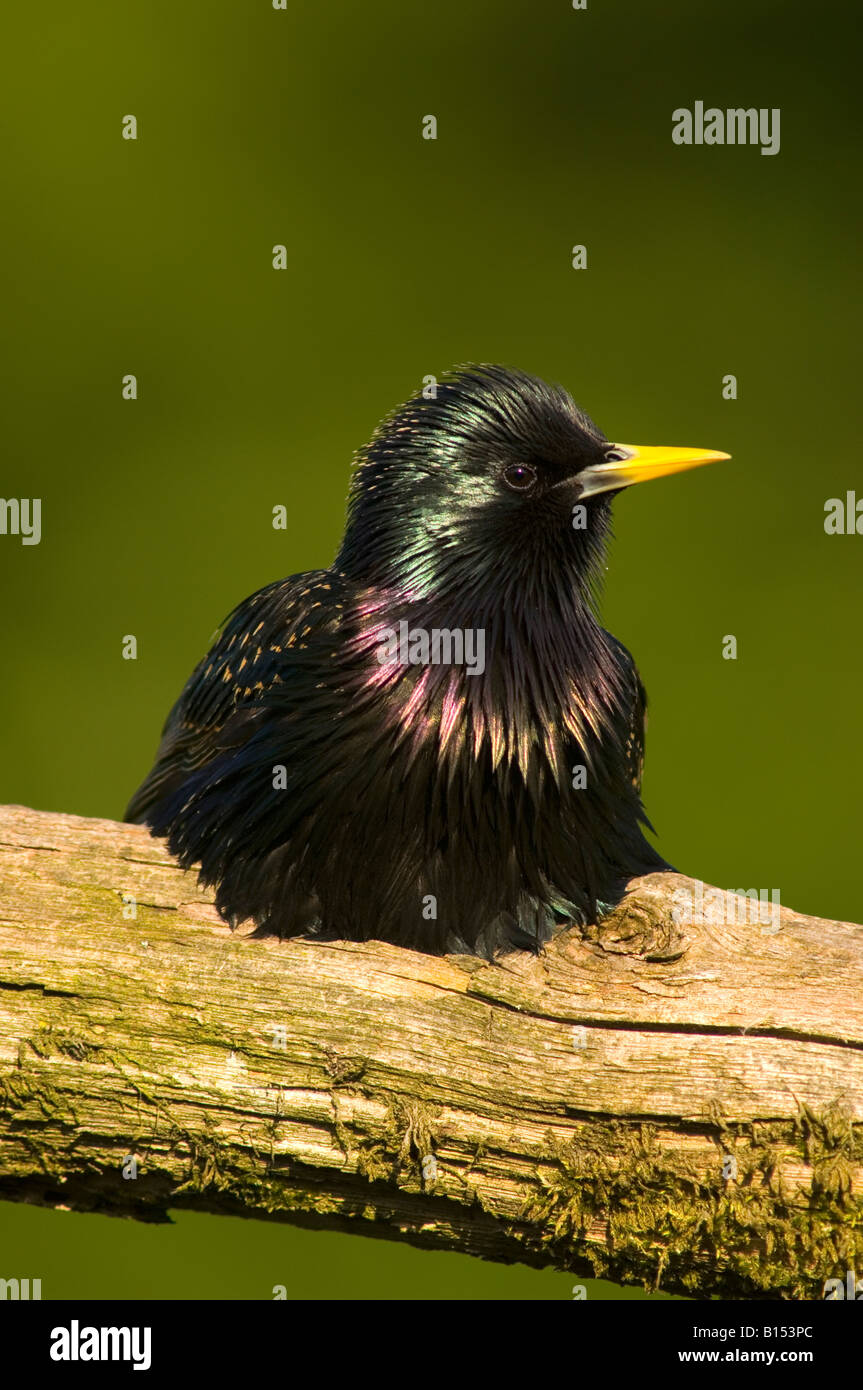 Starling on Branch (Sturnus vulgaris) in the uk Stock Photo - Alamy