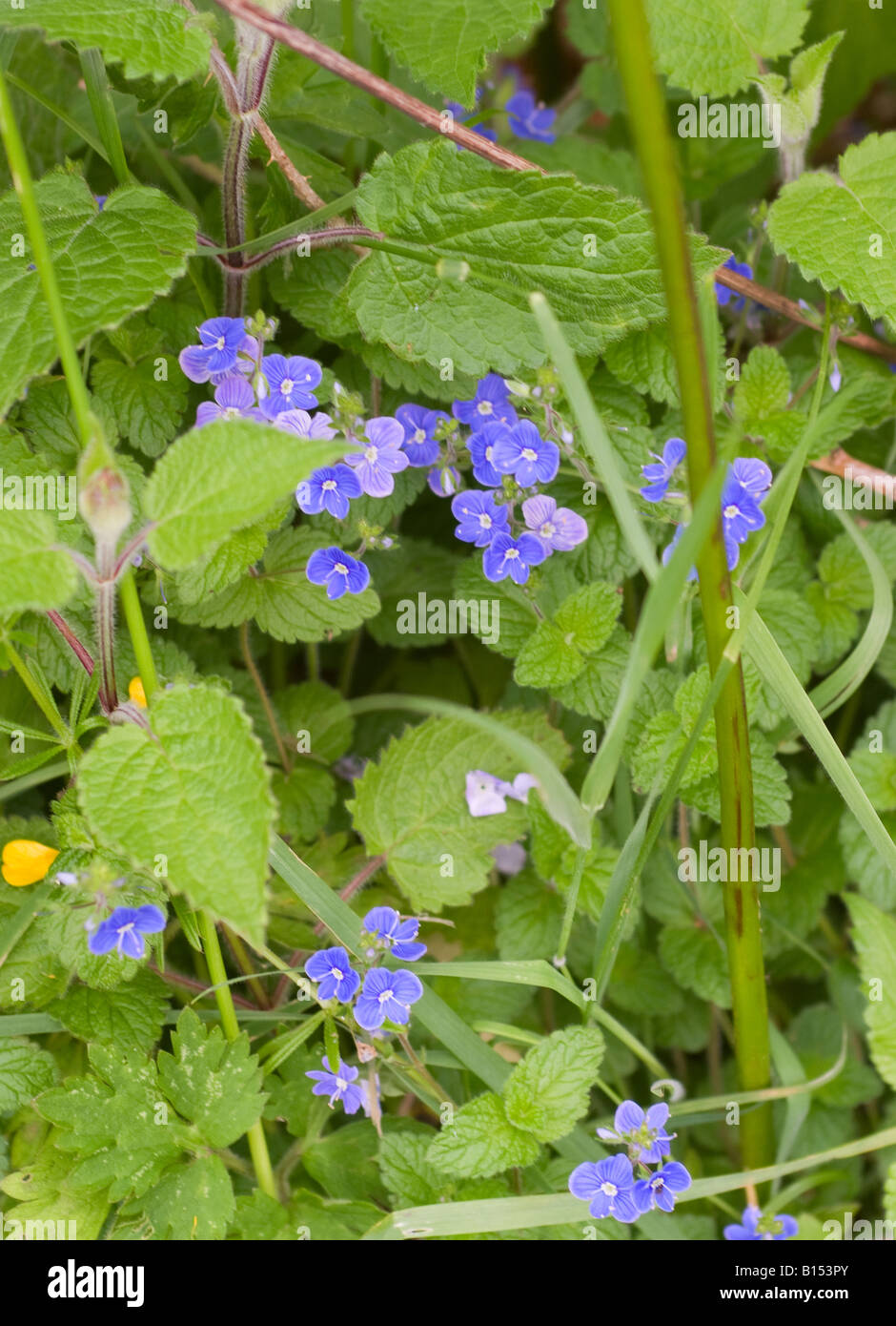 Pale Blue Germander Speedwell Flowers by Towpath of Trent and Mersey ...