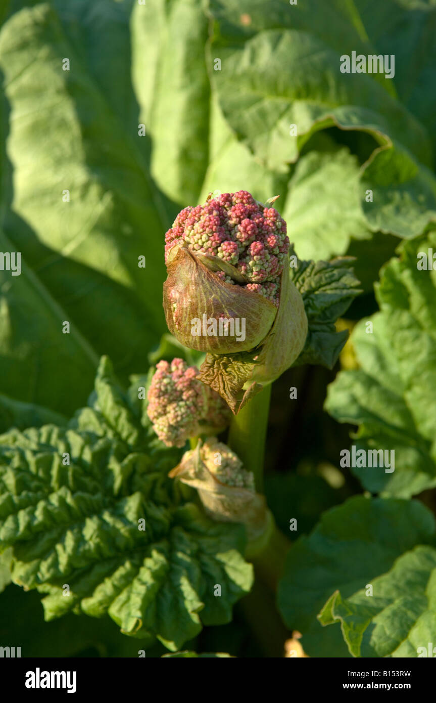 Rhubarb Plant High Resolution Stock Photography and Images - Alamy