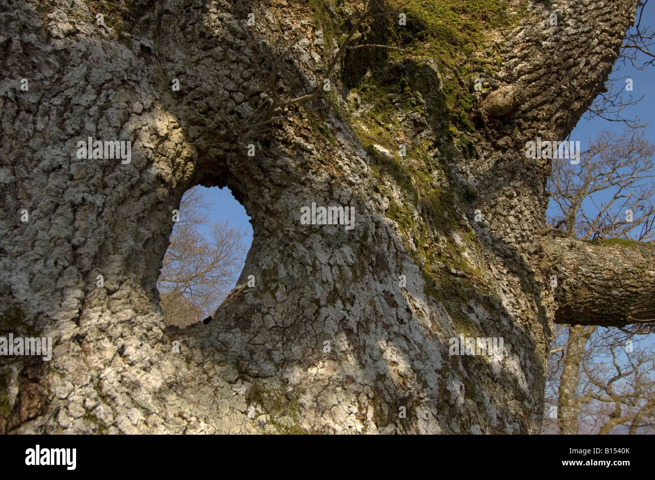 Close up of massive oak tree with split and hollow main trunk in early ...