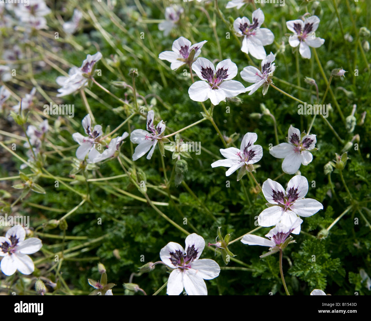 Erodium kolbianum hi-res stock photography and images - Alamy
