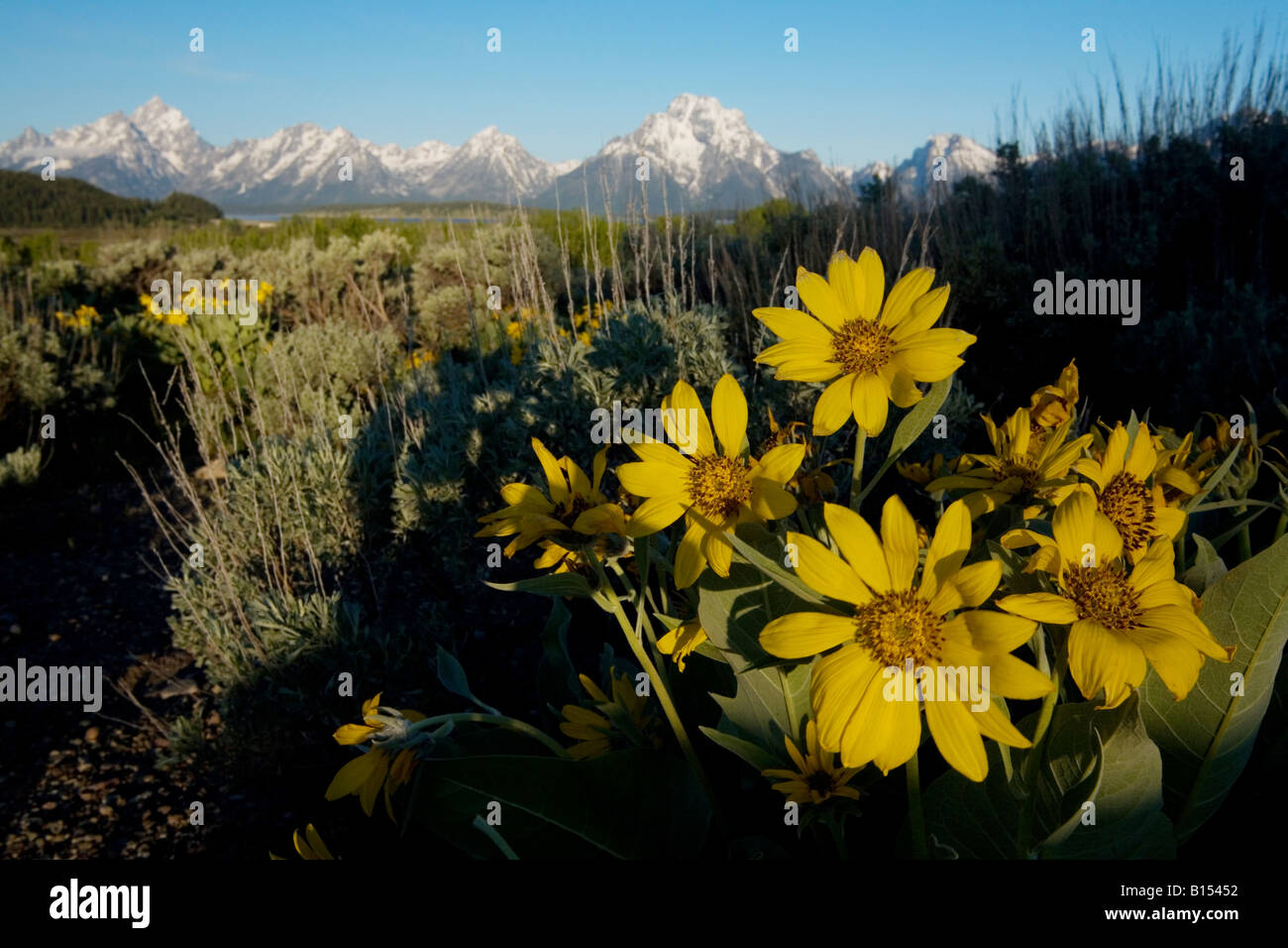 Wyethia amplexicaulis hi-res stock photography and images - Alamy