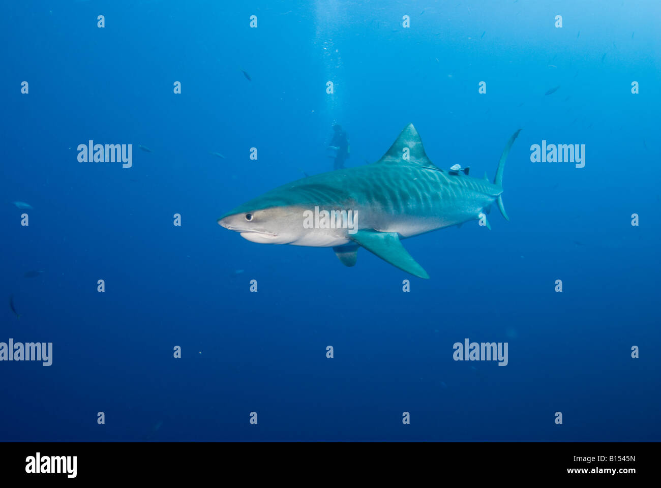 Tiger iv hi-res stock photography and images - Alamy