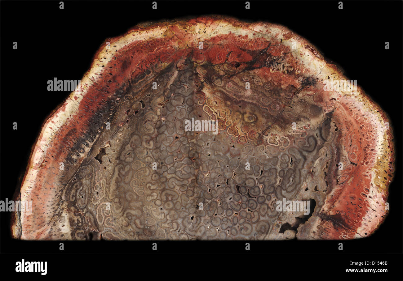 petrified fern from the Amazon area of Brazil Stock Photo - Alamy