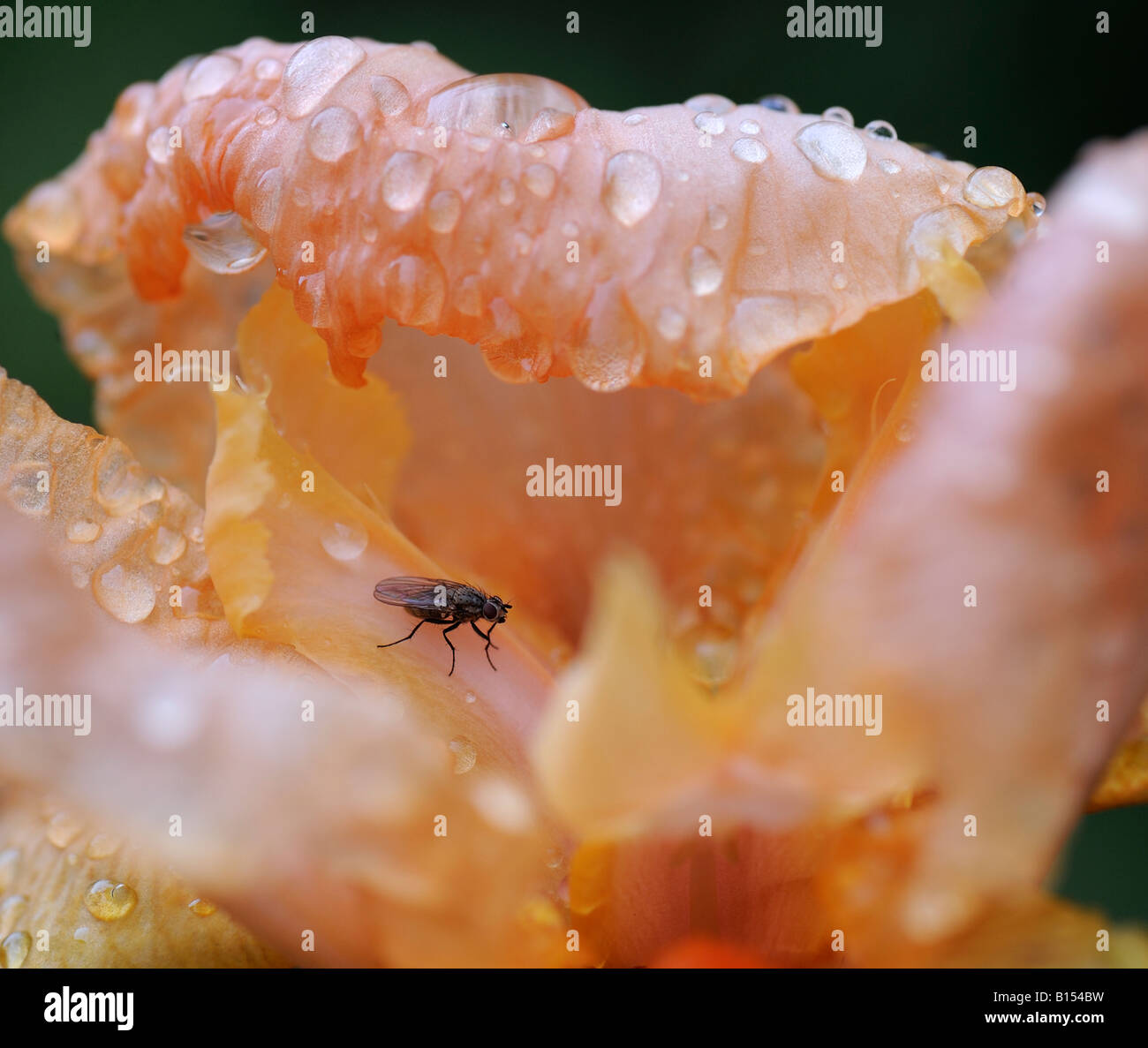 Sheltering from rain hi-res stock photography and images - Alamy